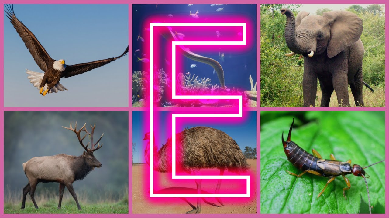 Exploring EARTH'S Extraordinary Animals Starting With E - YouTube