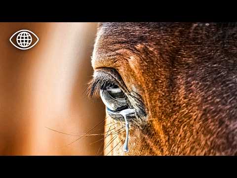 Hayvanların Zihinlerinin İçinde: Bir At Ne Hissediyor? | Vahşi Yaşam Belgeseli | MDW
