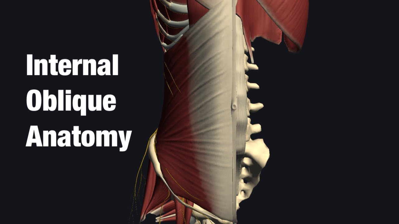 Anatomy and function of internal oblique - YouTube
