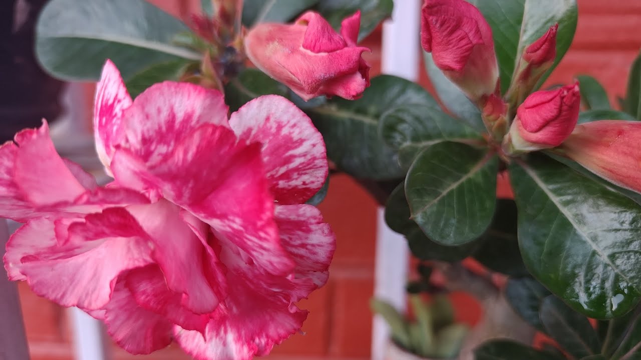 Mero ghar ko yespali fuleko adenium - YouTube