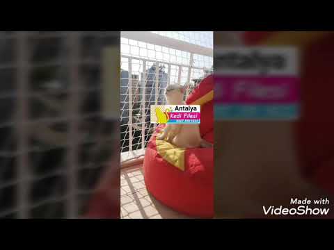 Kedi Filesi Montajı Antalya
