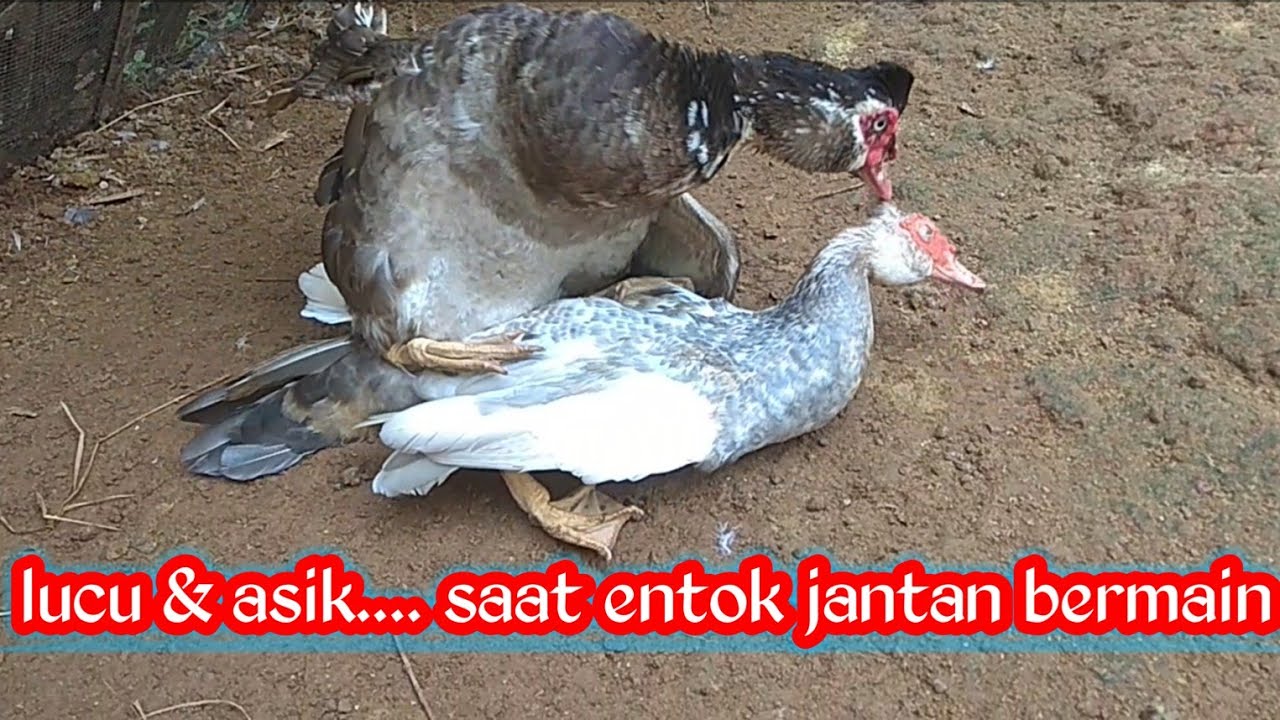 duck meeting #bebek #entok #duck #mentok - YouTube