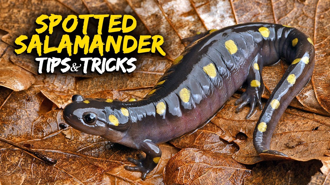 How to Find Spotted Salamanders! - YouTube