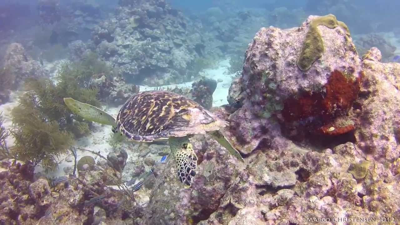 Aruba - The Curious Turtle - YouTube