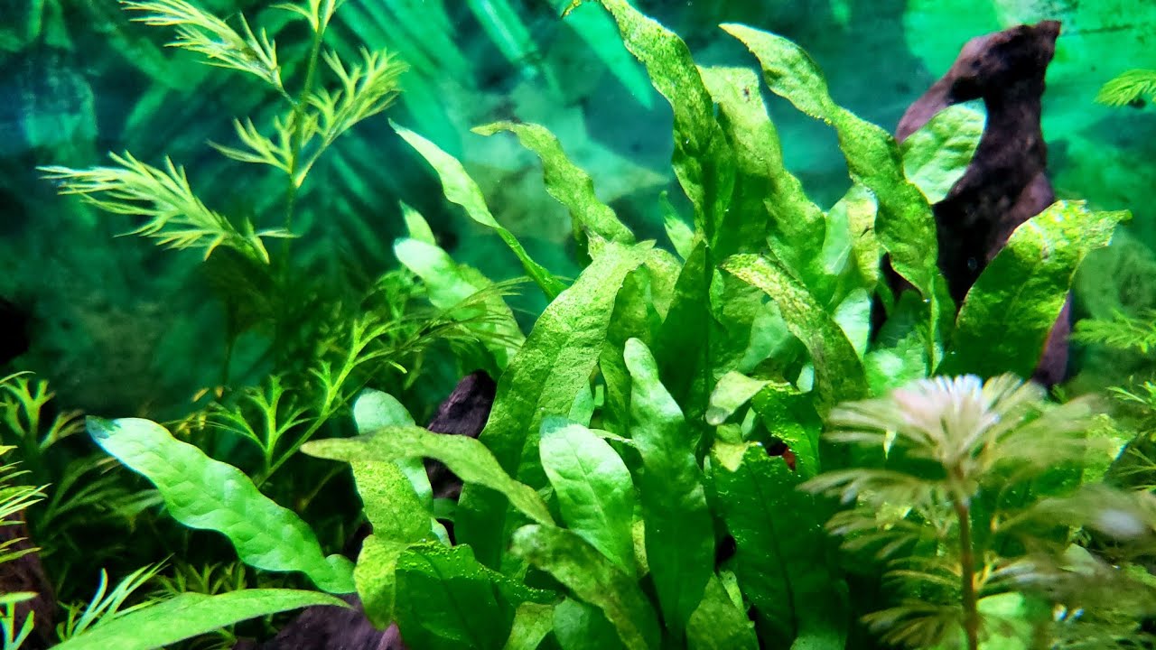 Ficha de Plantas: (Microsorum pteropus / Helecho de Java). - YouTube