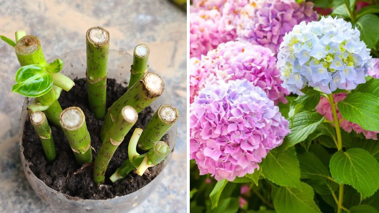 how to fast root hydrangea cuttings - YouTube