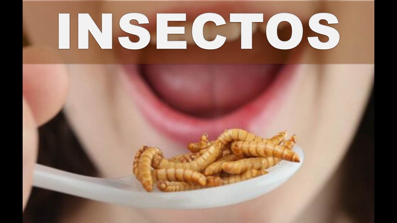 Beneficios de comer insectos en tu alimentación diaria - Porque ...