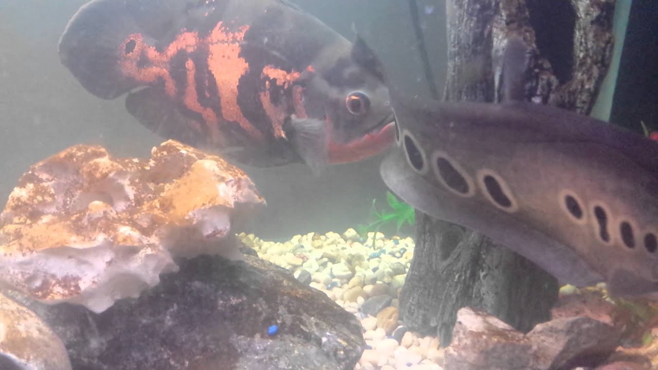 Clown knife fish tiger oscar 150 gallon 6 ft tank - YouTube