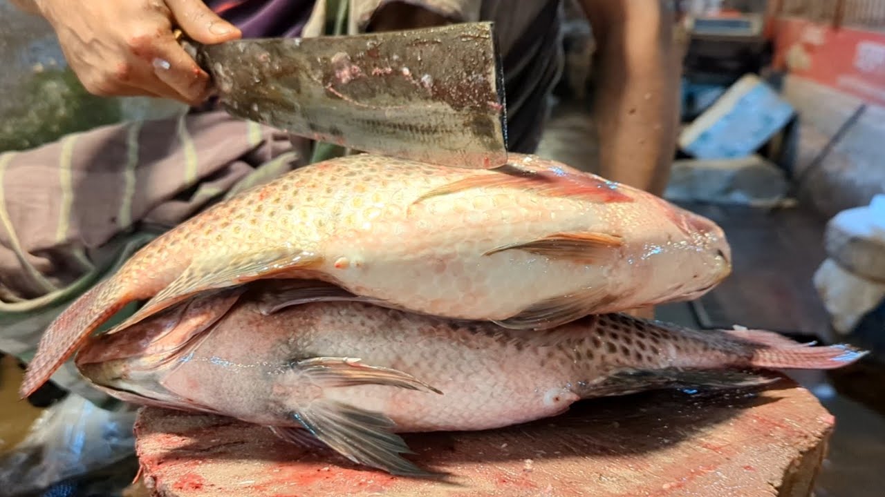 Amazing Popular Big Tilapia Fish Cutting Skills | Popular Tilapia Fish ...