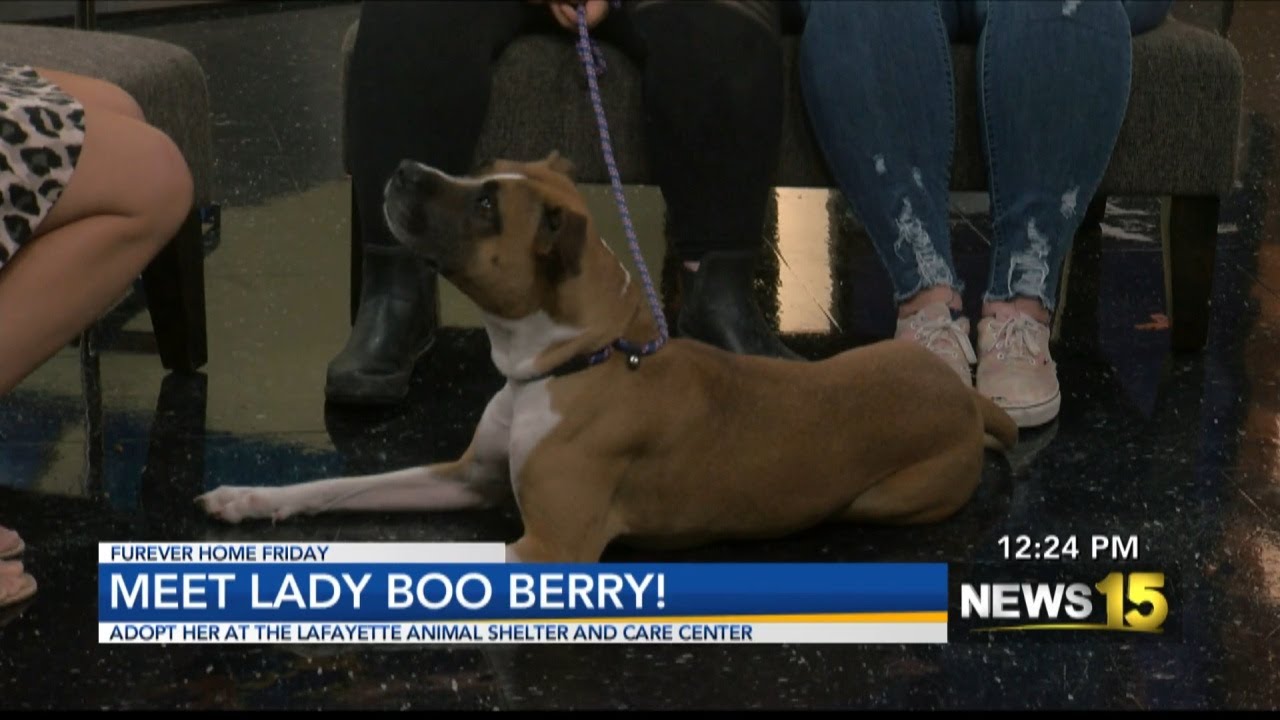 Furever Home Friday: Meet Lady Boo Berry! - YouTube