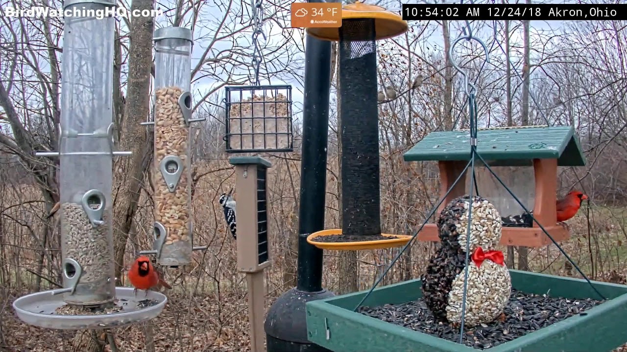 2018 12 24 Akron Ohio Feedercam Several Birds - YouTube
