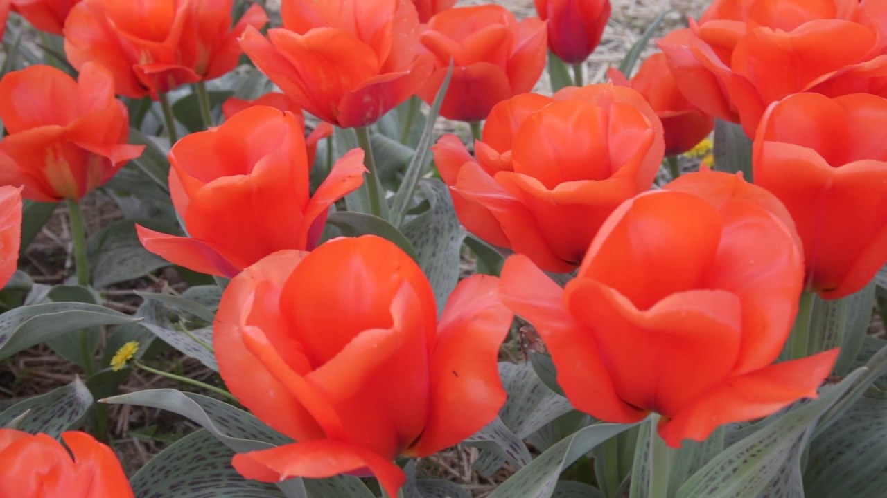 Wicked Tulips Flower Farm | Mrs. Connecticut America 2016 Visits - YouTube