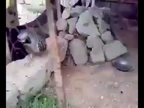 Oremar keklik ütüşü (kew