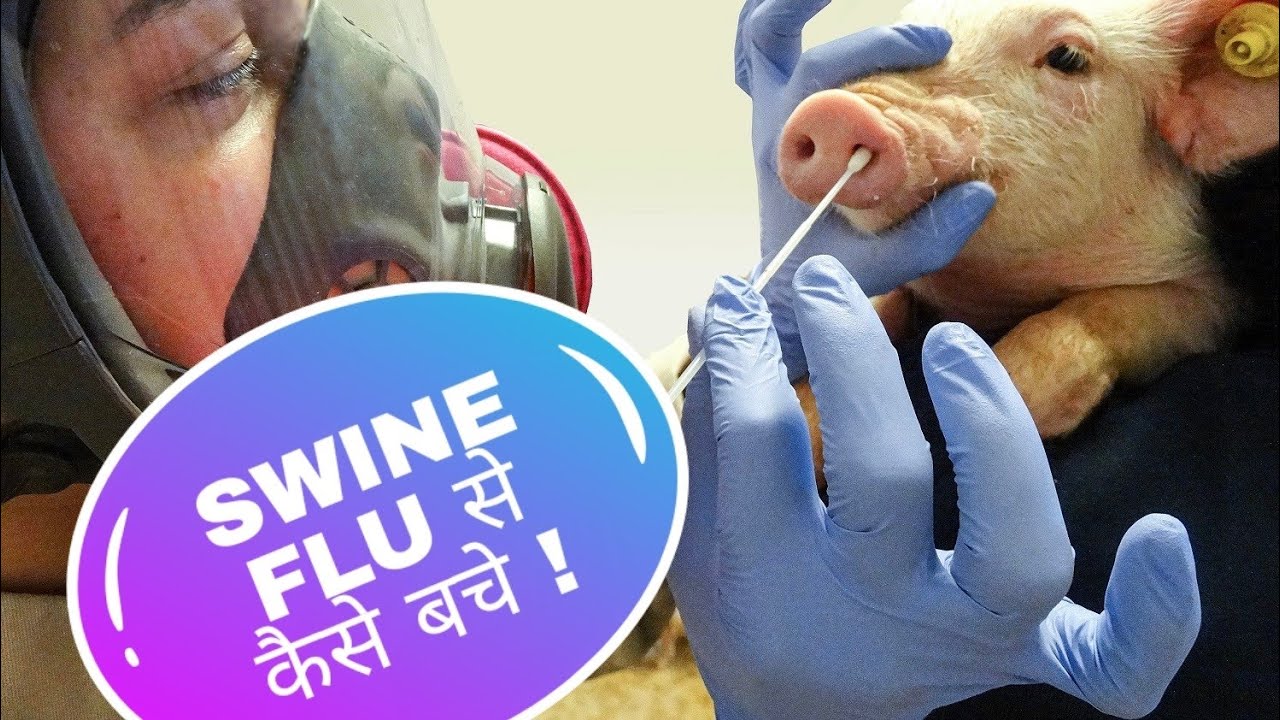 Swine flue symptoms | swine flue in delhi | swine flue ke lakshan ! # ...