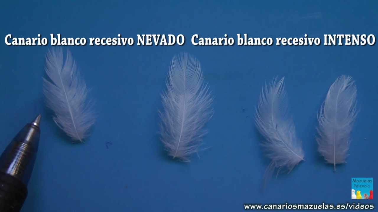 Como diferenciar Canarios Blanco Recesivo Nevado de Blanco Recesivo ...