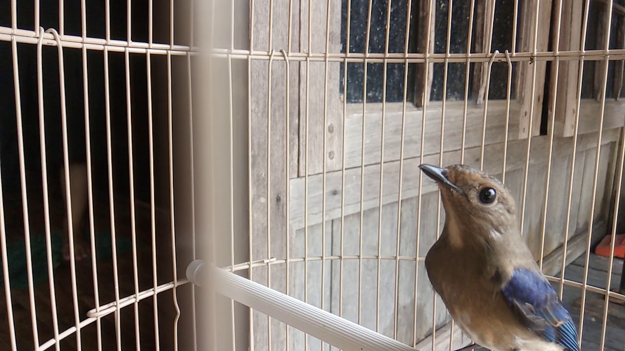 ciri ciri burung sulingan laut jantan yang masih muda - YouTube