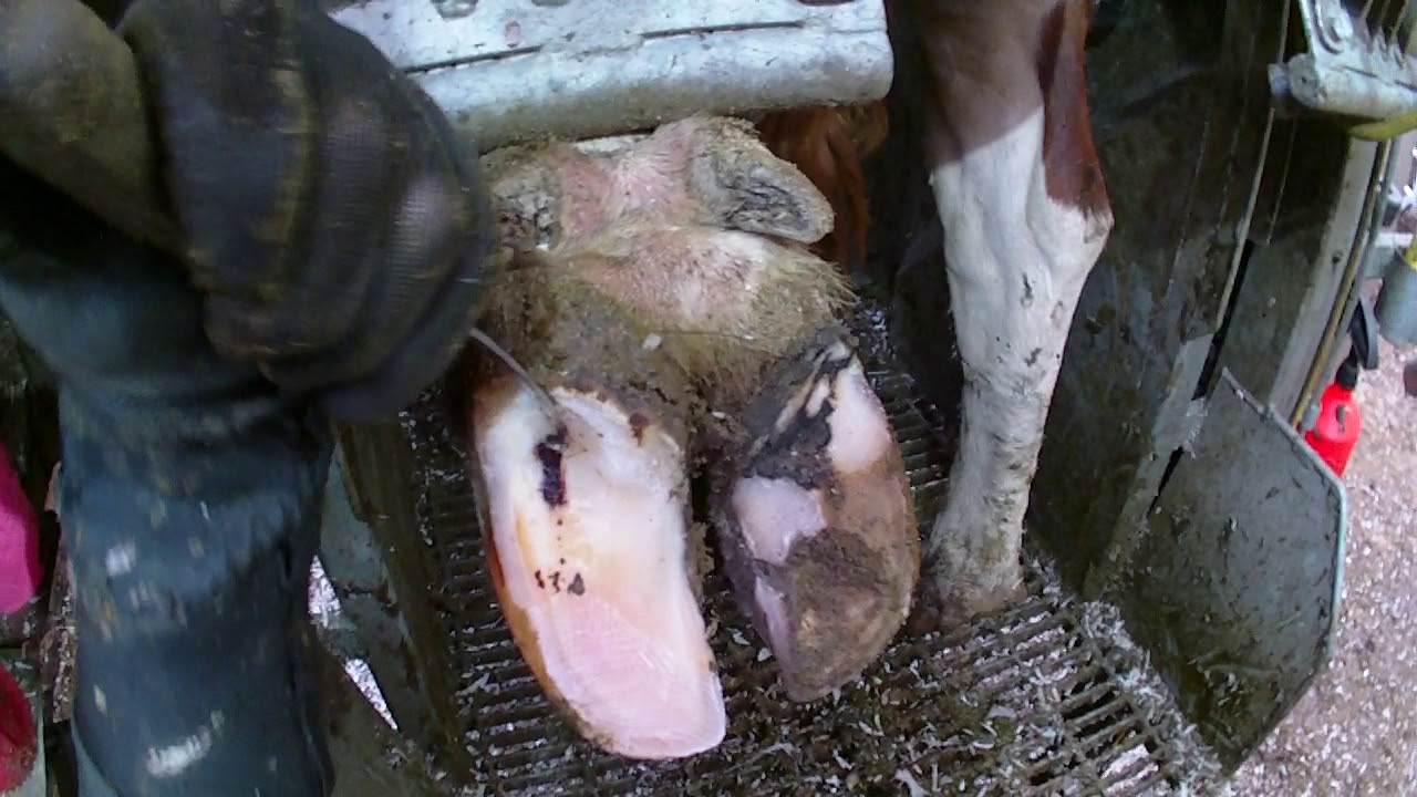 cattle foot trimming steve lerwill - YouTube
