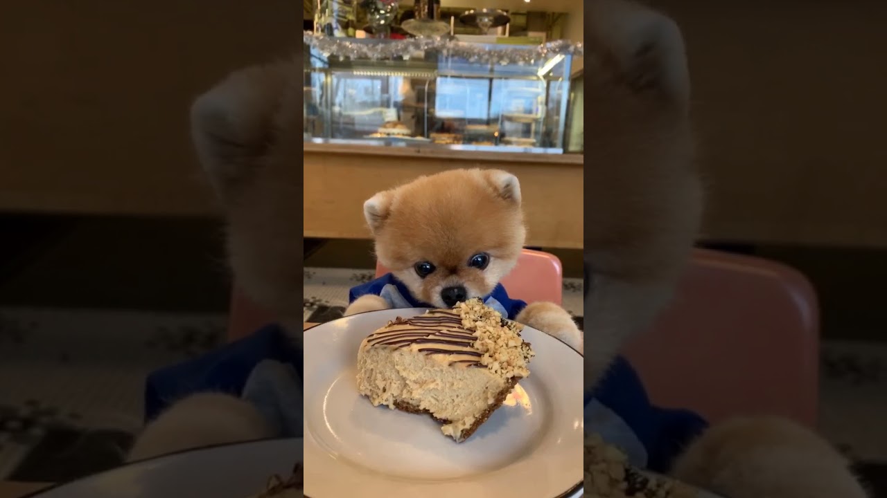 jiffpom 048 jiffpom💗@jiffpom Official TikTok - YouTube