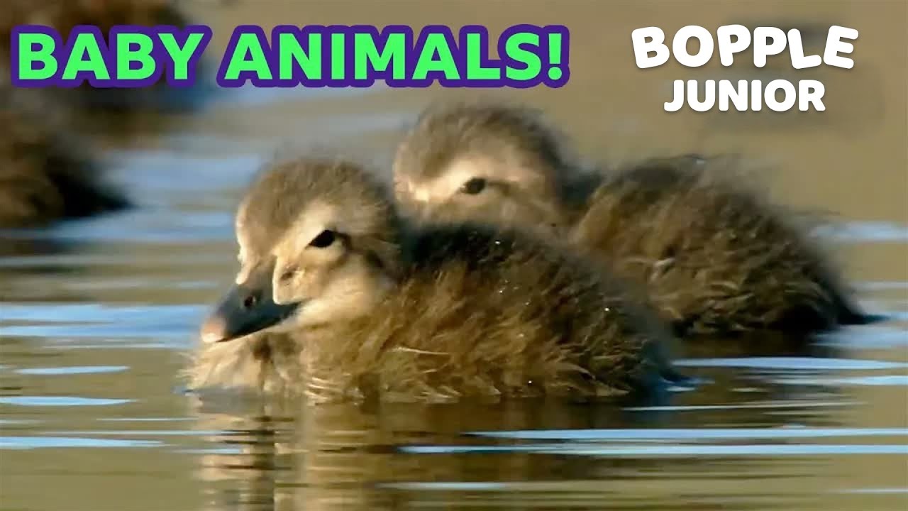 Baby animals in the water! | Learn about aquatic animals | Andy's ...