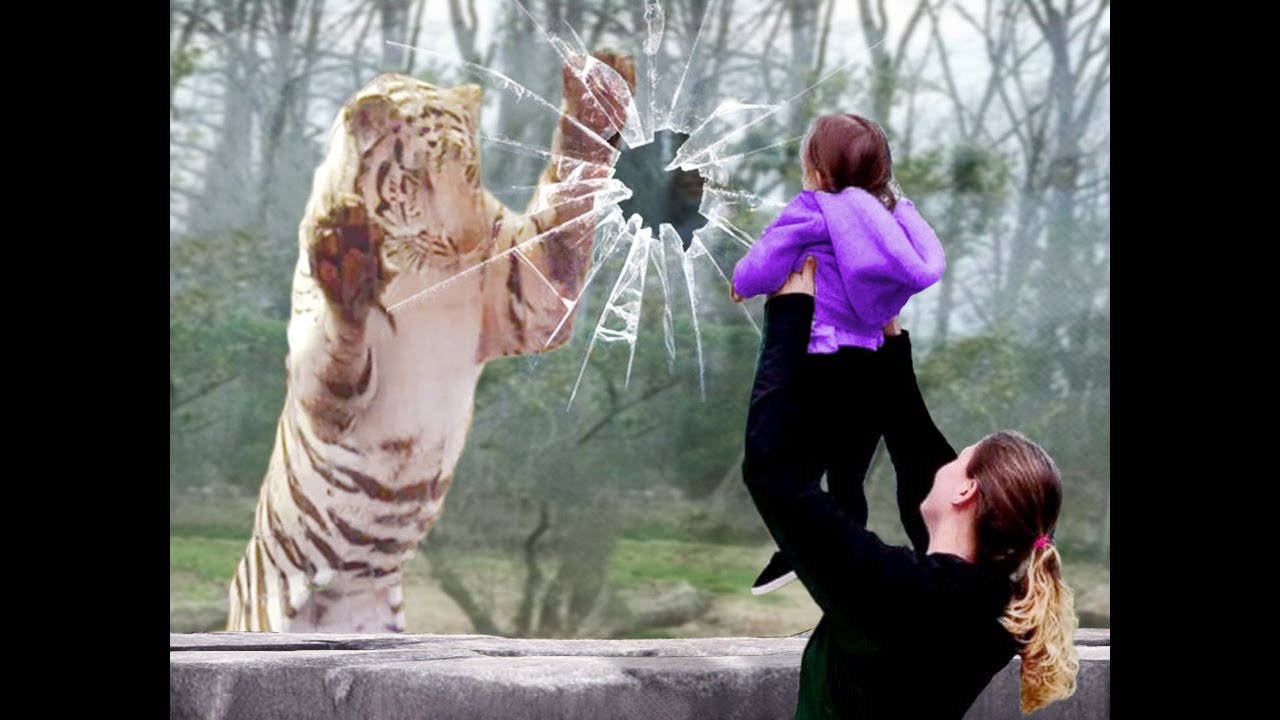 The tiger broke the glass.. - YouTube