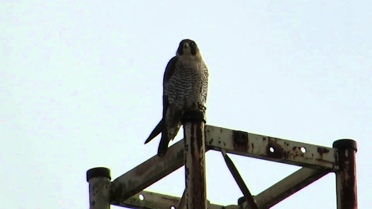 12/28/14 RHM Peregrine Falcon Dive Bombs Red-Tailed Hawk @ Boeing ...