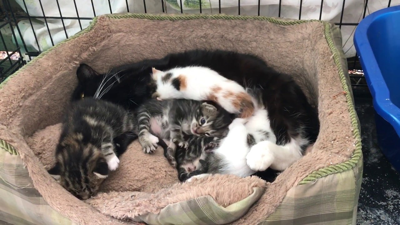 Kittens April 10th - YouTube