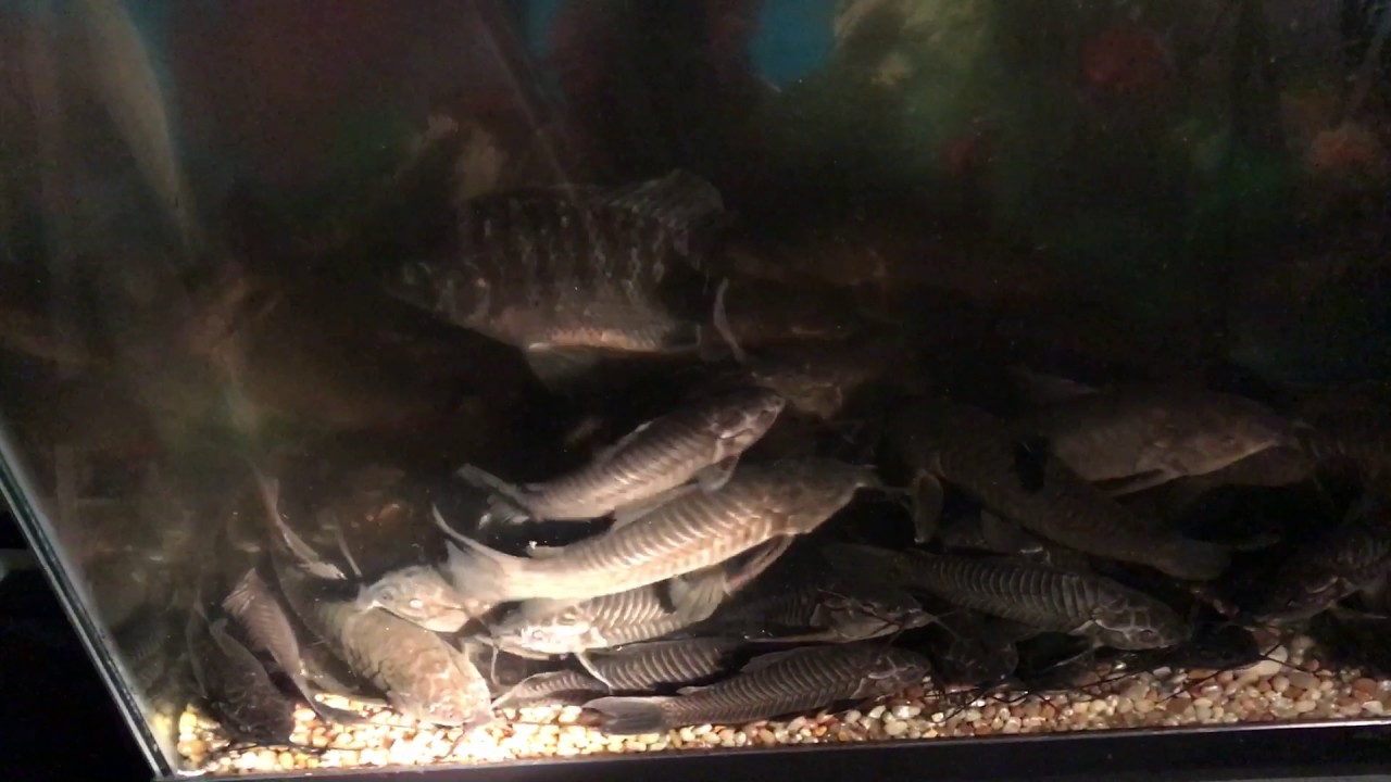 100 Guyana hassa in #fish tank - YouTube