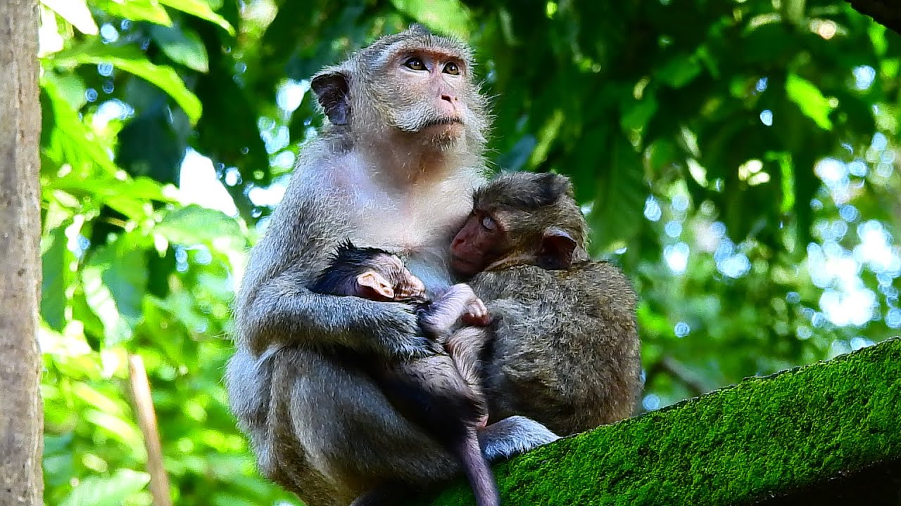 NEVER SEEN..! MOM BREASTFEED TWO BABIES | VERY WONDER MOM NANDA. - YouTube