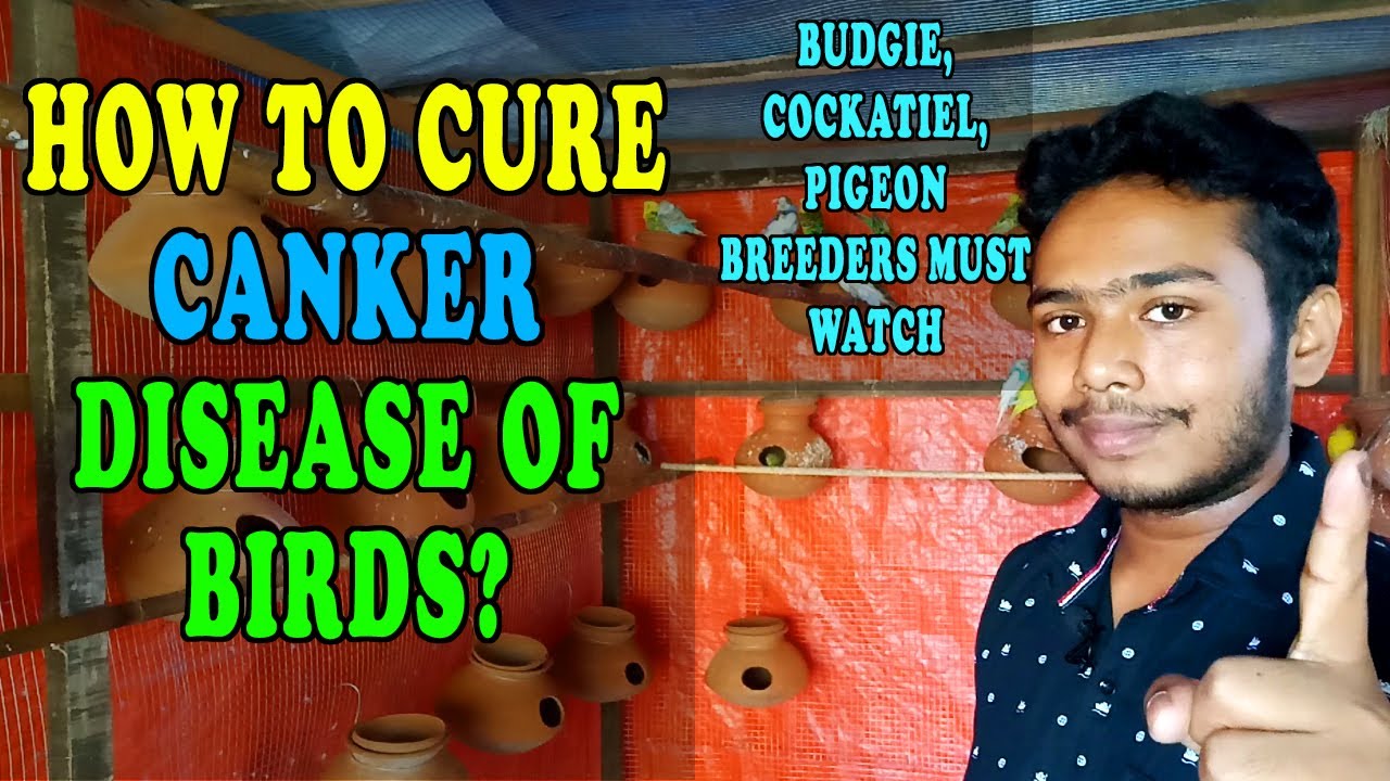 CANKER Disease of Birds Treatment | Trichomoniasis Treatment of Birds ...