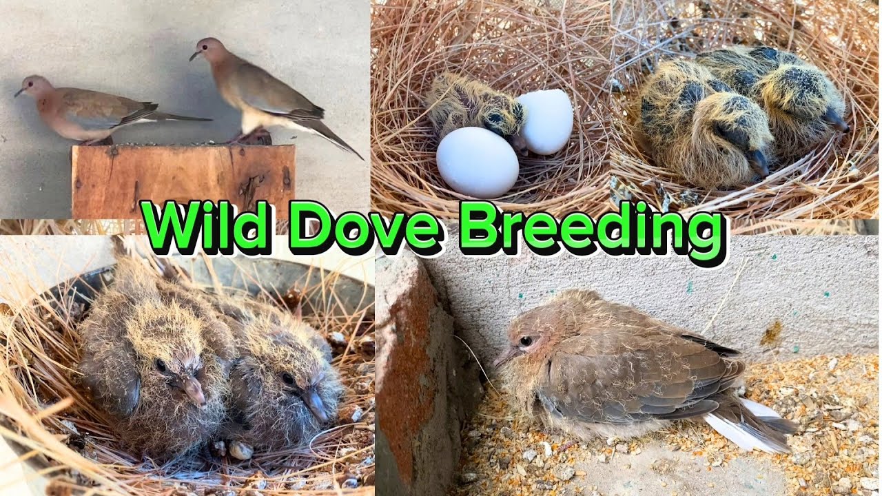 Wild Dove Breeding eggs lying to hatching full video | laughing dove ...