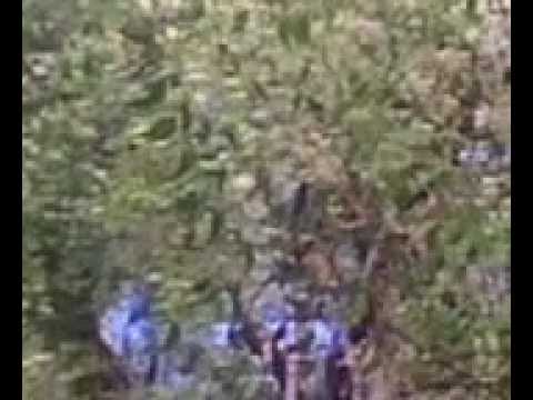 FLOWERING NEEM TREE( MARGOSA )( VEPA CHETTU ) - YouTube