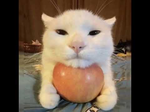 Bad Apple covered by a cat