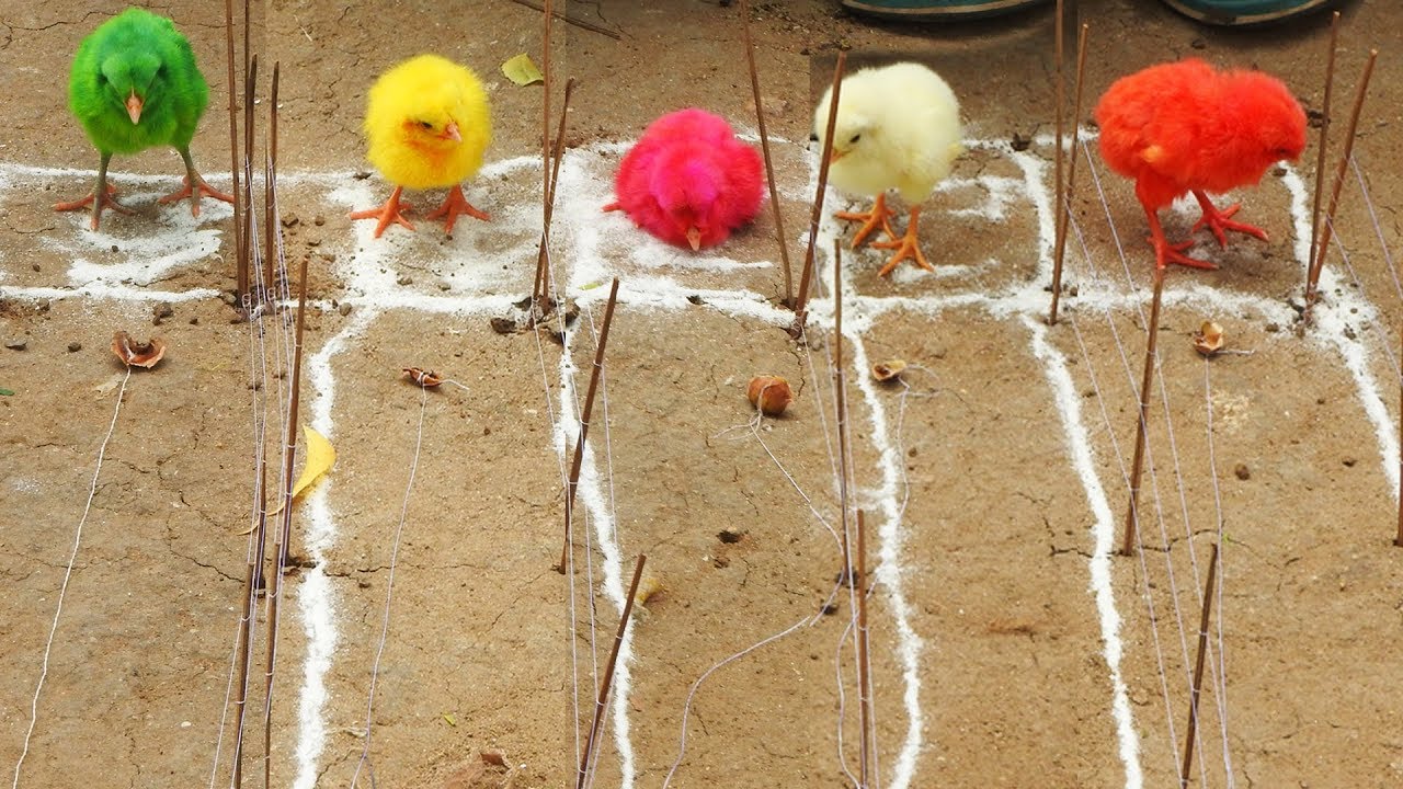 Baby Chicks Running Around