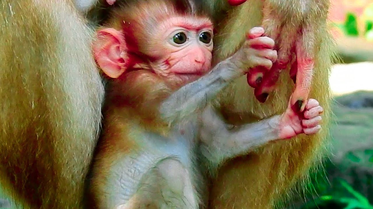 Baby Monkey Rainbow holding mommy's hand, She loves her mommy - YouTube
