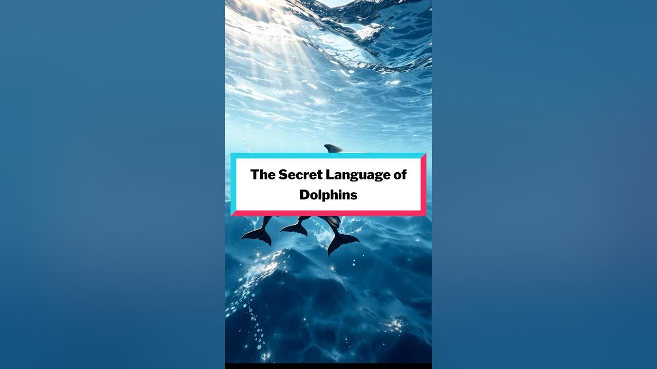 The Secret Language of Dolphins - YouTube
