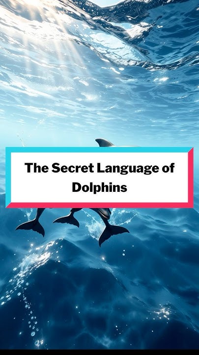 The Secret Language of Dolphins - YouTube