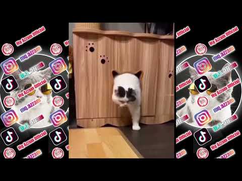Dubbing Kucing versi bocah Meme Lucu, Bikin Ketawa Ngakak #28