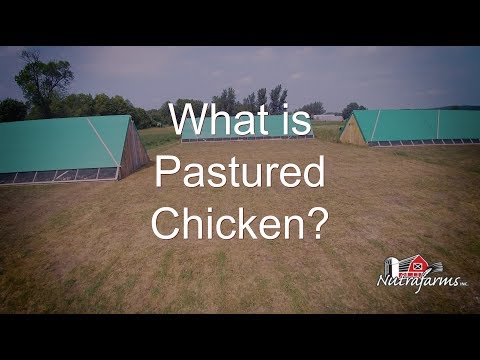 What Is Pasture Raised Chicken? - Nutrafarms