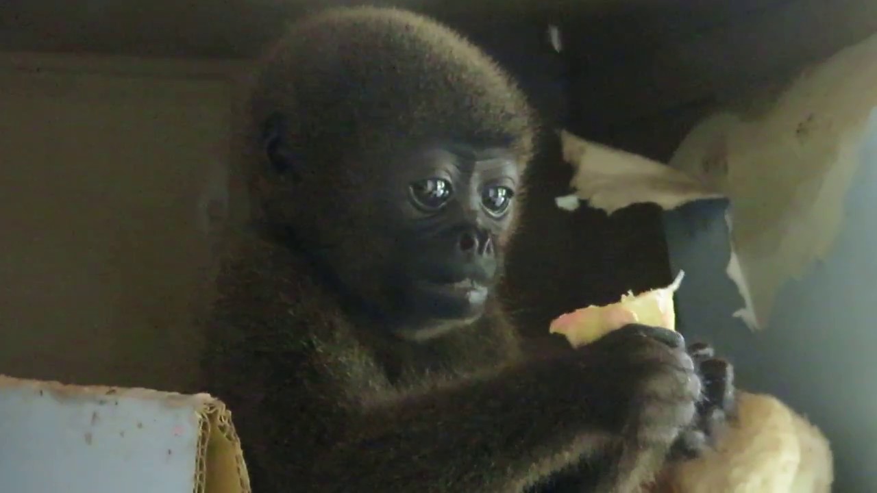 Special baby Woolly Monkey enjoying some lunch - YouTube