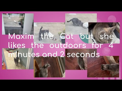 Maxim the Cat but she likes the outdoors for 4 minutes and 2 seconds ...