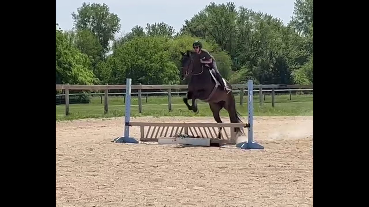 DGS Infinity - 2019 AQHA Mare by DGS Replicated - Video 5/2023 - YouTube