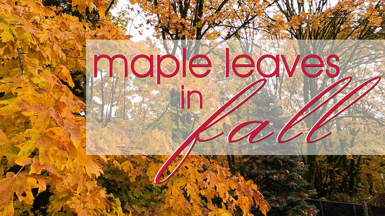 Maple Leaves in Fall - YouTube