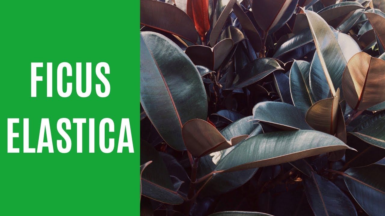 FICUS ELASTICA | Como plantar, cuidar e fazer muda | Tipos de ficus ...