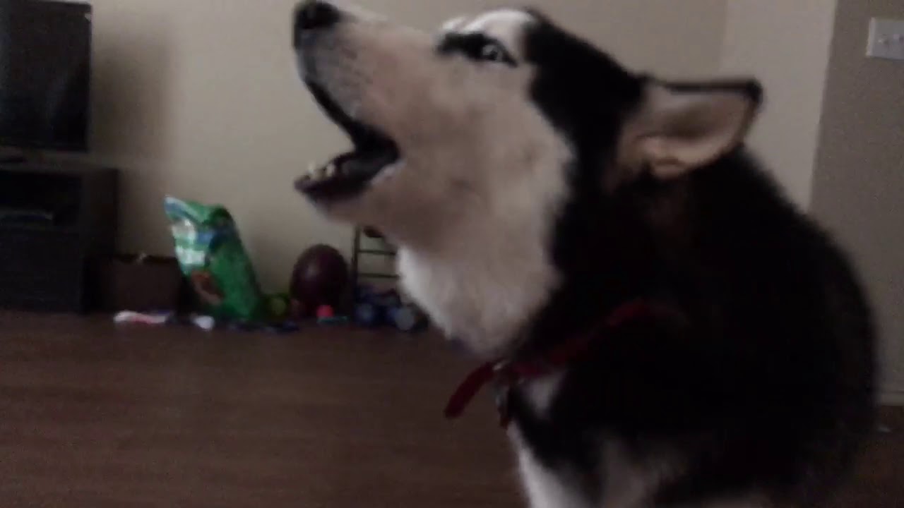 CRAZY Husky SCREAMS uncontrollably (SO FUNNY!) - YouTube