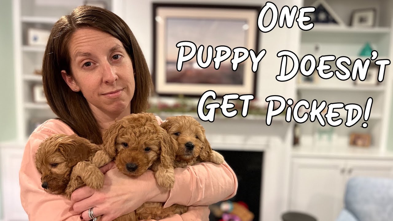 What Happens At Puppy Picking - YouTube