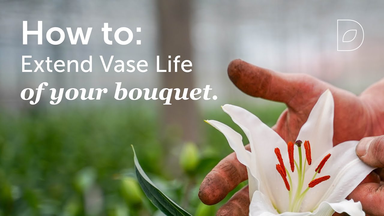 How can you extend the vase life of your bouquet? - YouTube
