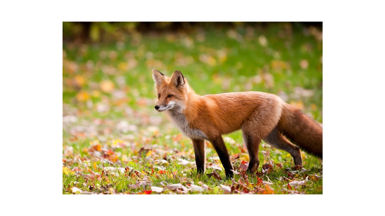 Discover the Fascinating World of Foxes (Landscape) - YouTube