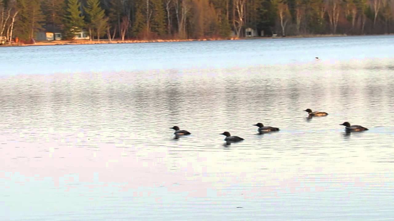 Twenty-two Loons Gather on Fifth Crow Wing Lake in Nevis, MN - YouTube