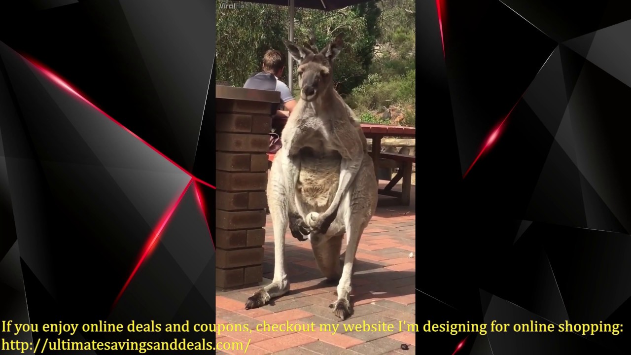 Kangaroo Gets Freaky - YouTube