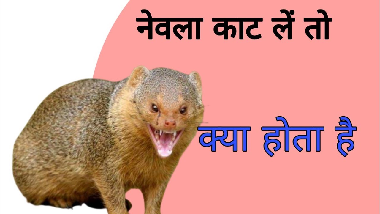 नेवला काटने पर क्या होता है newla kat le to kya kare।newala ke katne ...
